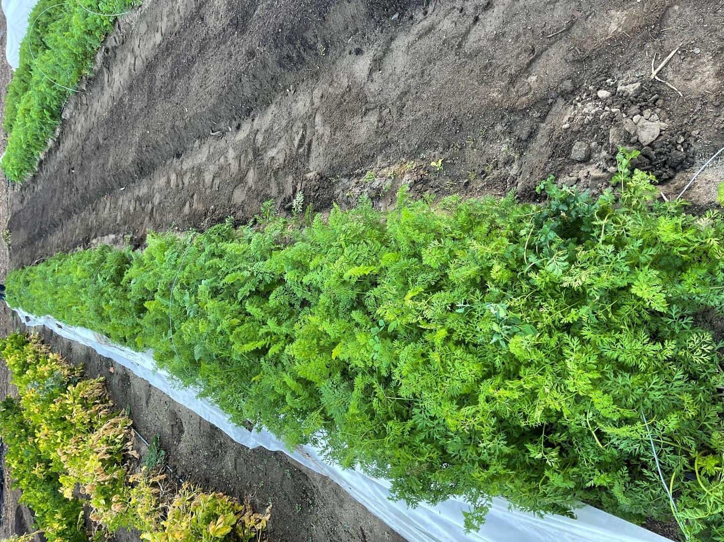 Farms - Pauma Tribe Community